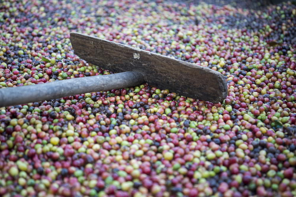 Cloud Roasted – Coffee Manufactory